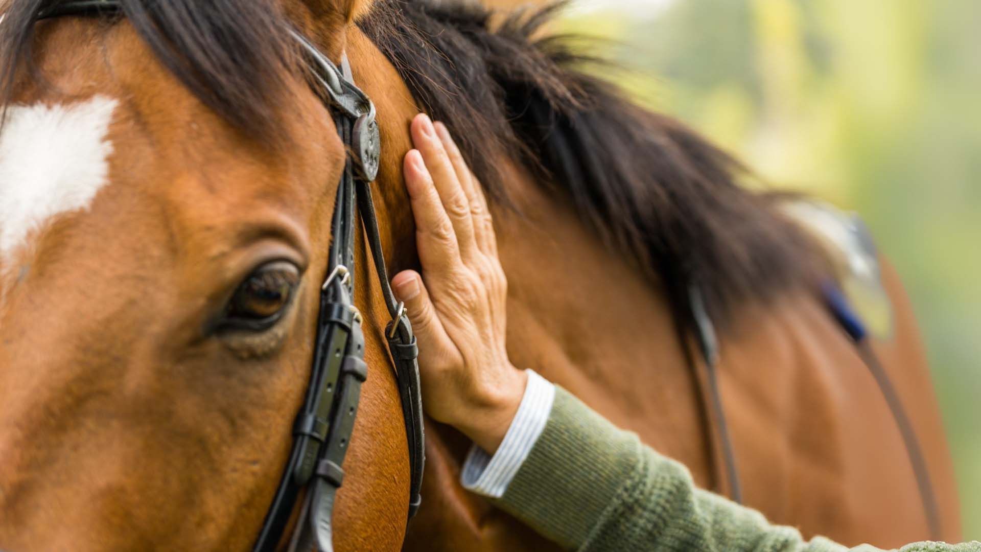 MEMBERS' HUB - Member's Portal - The Hong Kong Jockey Club